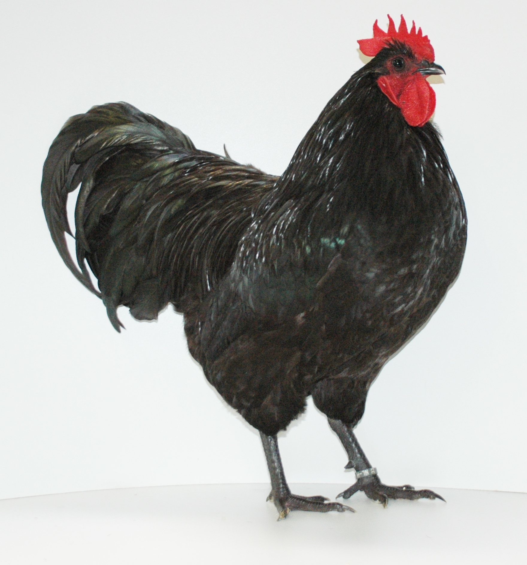 Hoenders – Dodewero