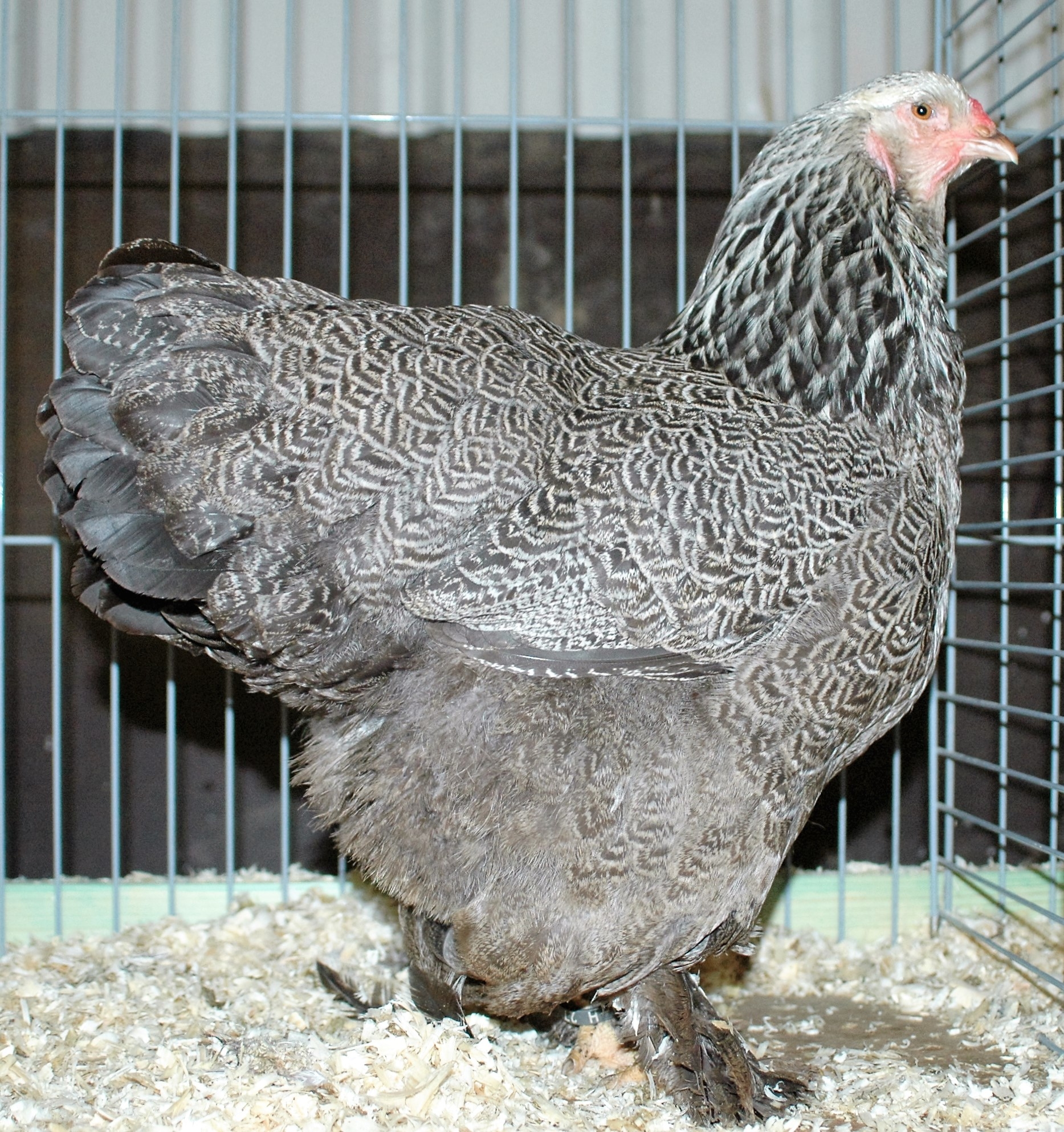 Hoenders – Dodewero