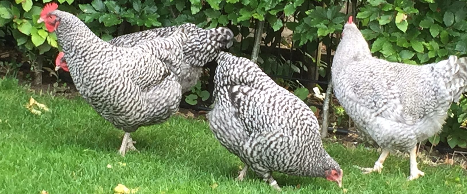 Hoenders – Dodewero