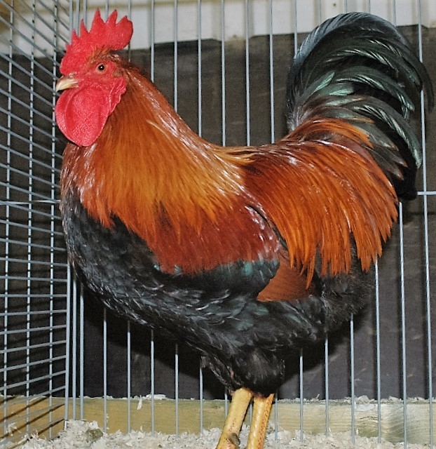 Hoenders – Dodewero